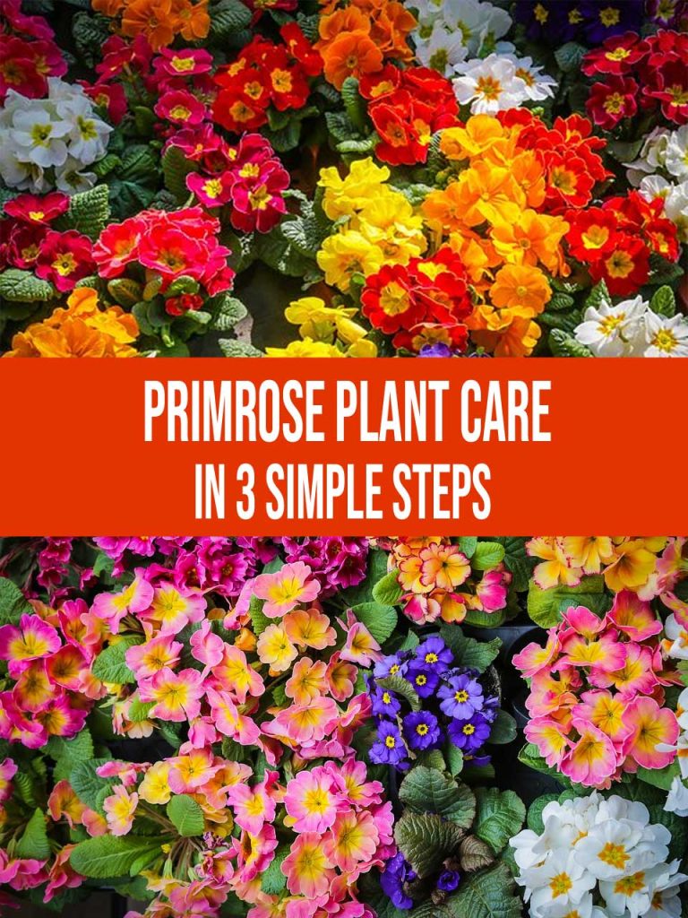 Primrose Plant Care In 3 Simple Steps